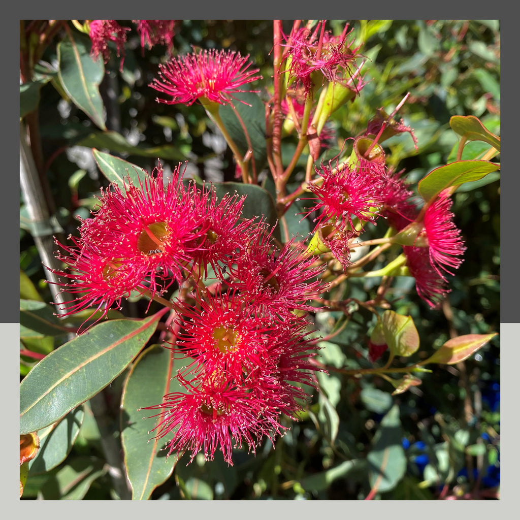 Australia Day Trading Hours – Poppy's Home and Garden