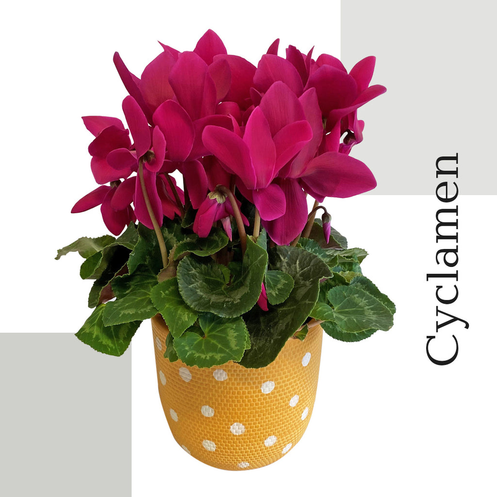 Cyclamen Colour – Poppy's Home and Garden