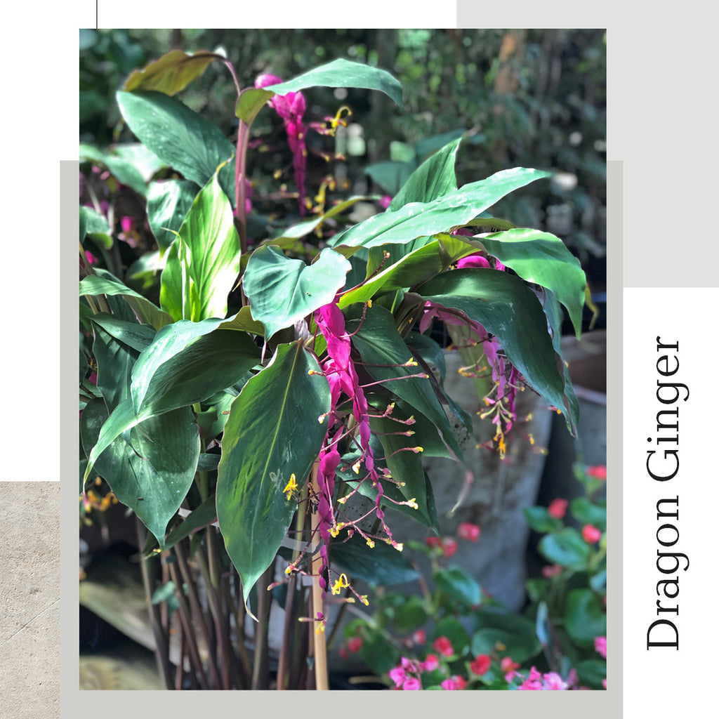 Dragon Gingers Globba Species – Poppy's Home and Garden