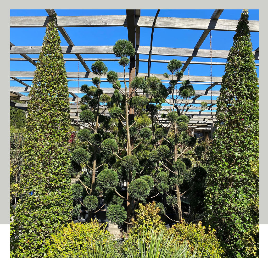Cupressus Leylandii Leighton Green Cloud Trees – Poppy's Home and Garden