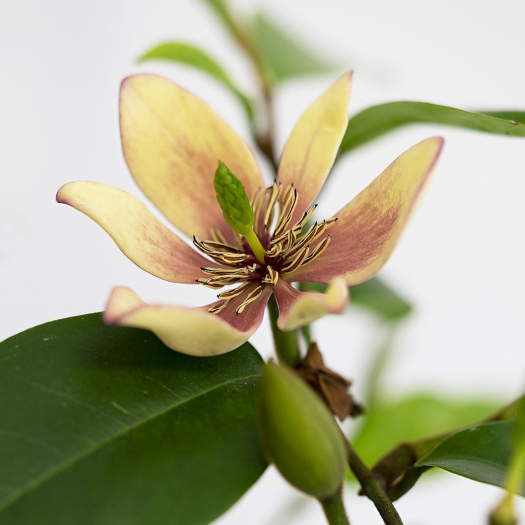 Michelia Coco - Poppy's Plant of the Week – Poppy's Home and Garden