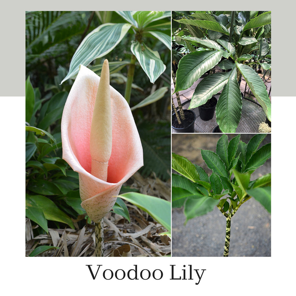Voodoo Lily Amorphophallus Bulbifer – Poppy's Home and Garden