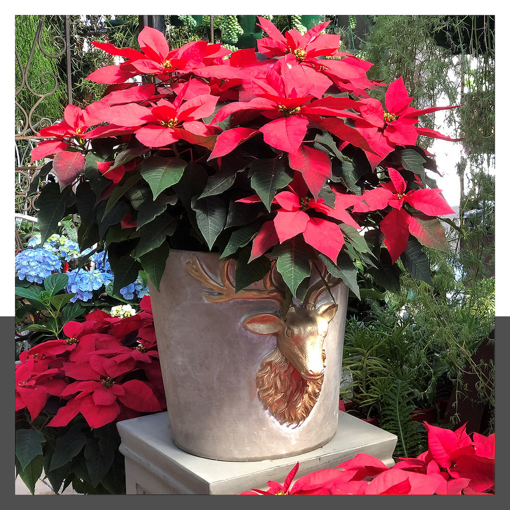 Poppy's Xmas Trading Hours – Poppy's Home and Garden